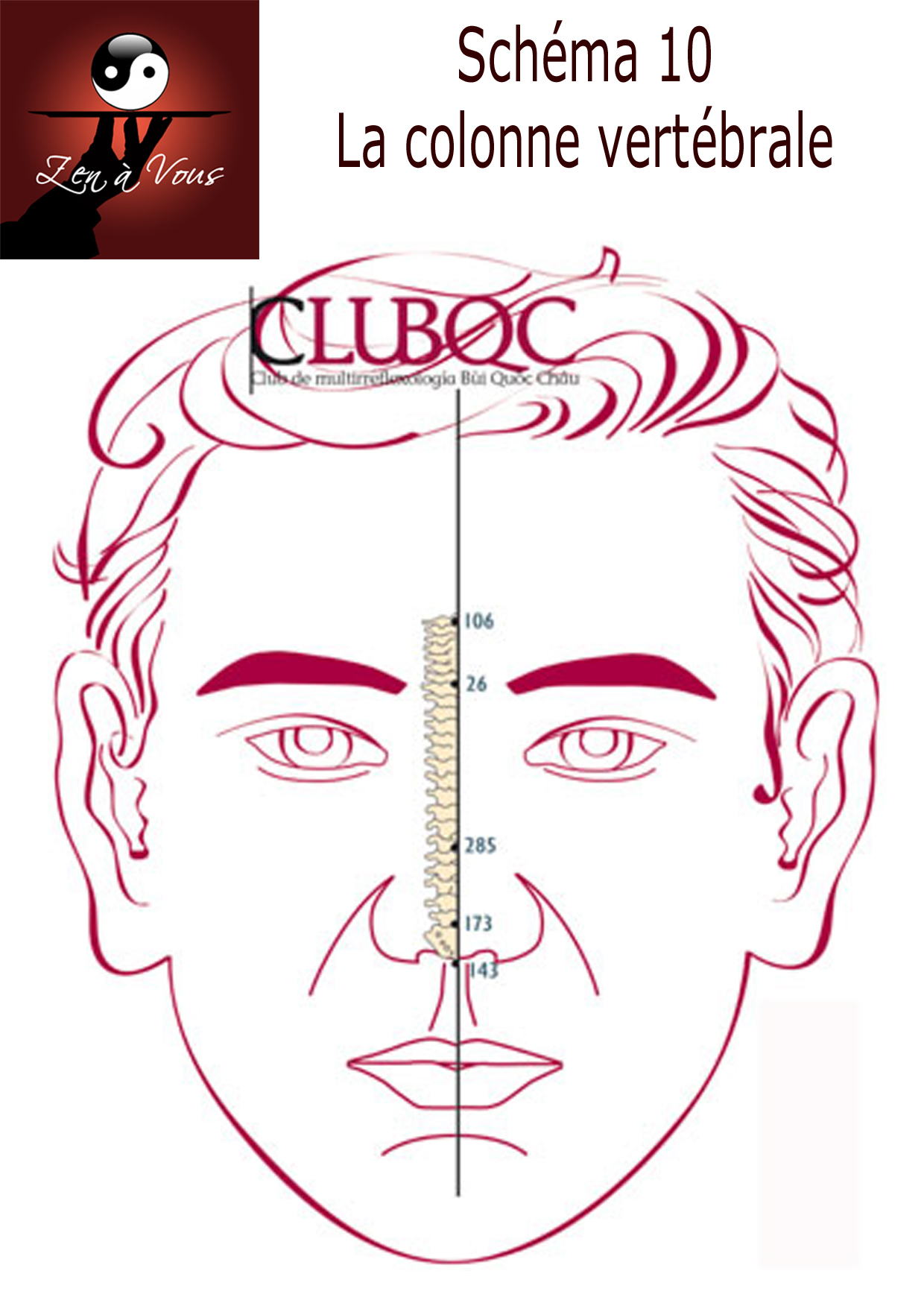 Schéma10 – La colonne vertébrale – Zen à Vous