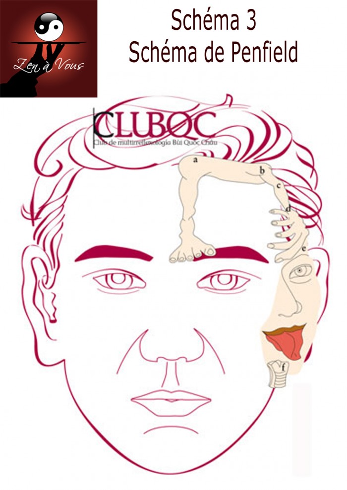 Schéma3 – Schéma de Penfield – Zen à Vous